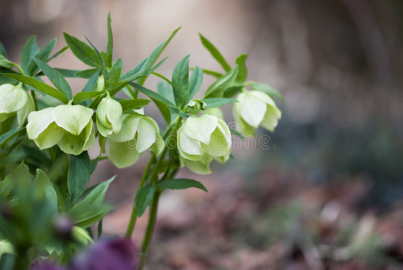 Green Hellebore stock photo. Image of bell, botanical - 83883244