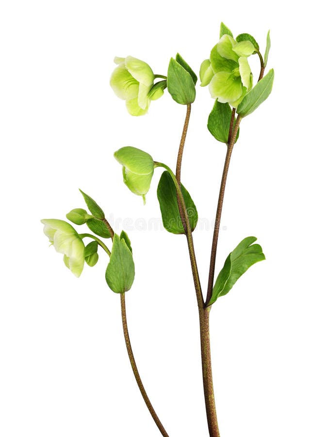 Green Hellebore Flowers, Buds and Leaves Isolated Stock Image - Image ...