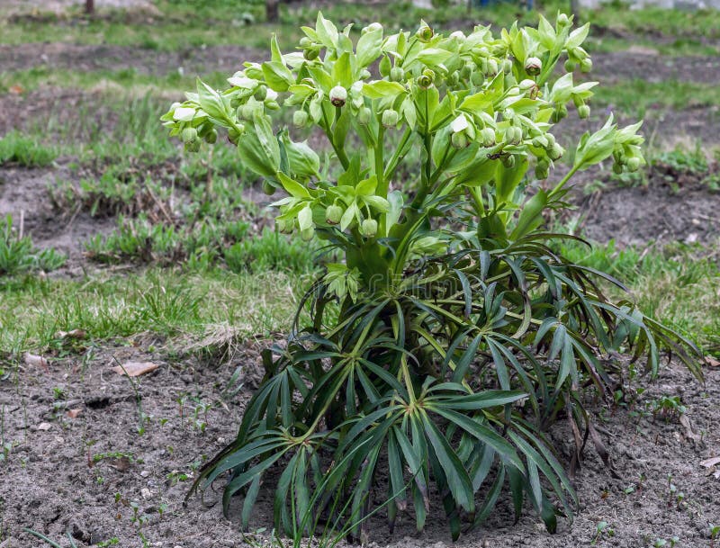 Green Hellebore Flowers in Spring Garden Stock Image - Image of ...