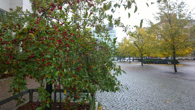 Green Helsinki stock image. Image of tree, road, gardens - 112891613
