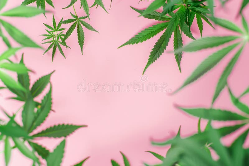 Green Hemp Leaves Gently Falling on a Delicate Soft Pink Background for ...