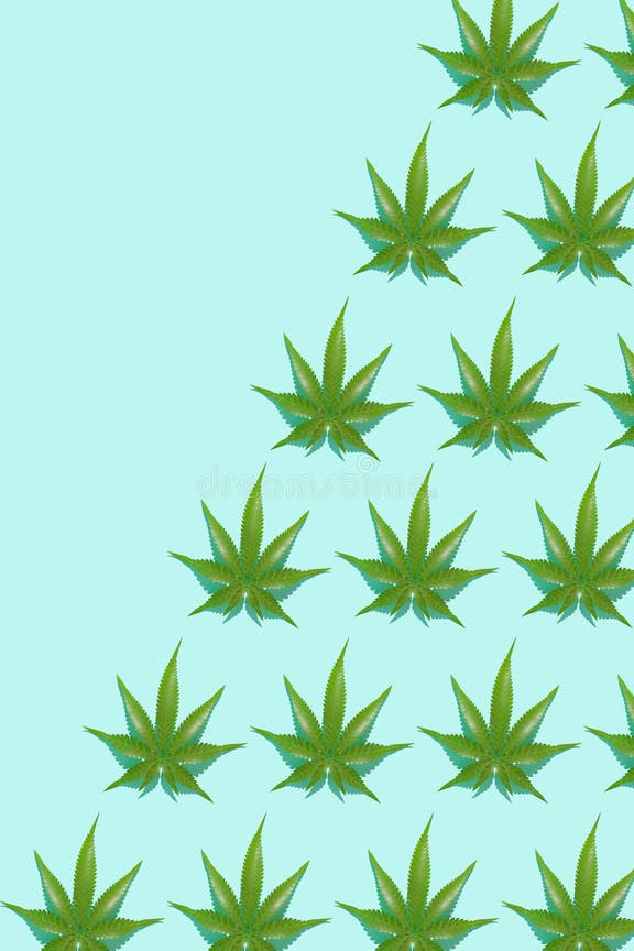 Green Hemp Leaves Pattern on Blue Background. 3d Render Texture. Stock ...