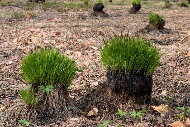 Green hemp in the wood stock image. Image of kidneys - 53597801
