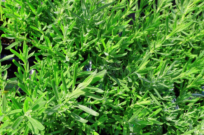 Green Herb Background stock image. Image of aroma, healthy - 54781759