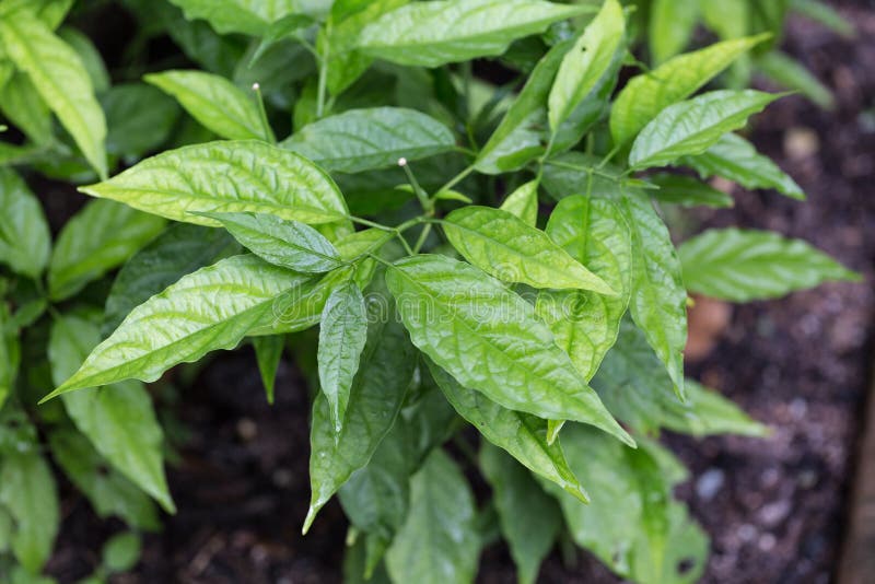 Green herbal leaf stock photo. Image of herbal, green - 80080542