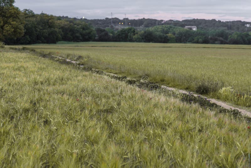 Green Herbs Field with Diagonal Path Way on a Nature Landscape Stock ...