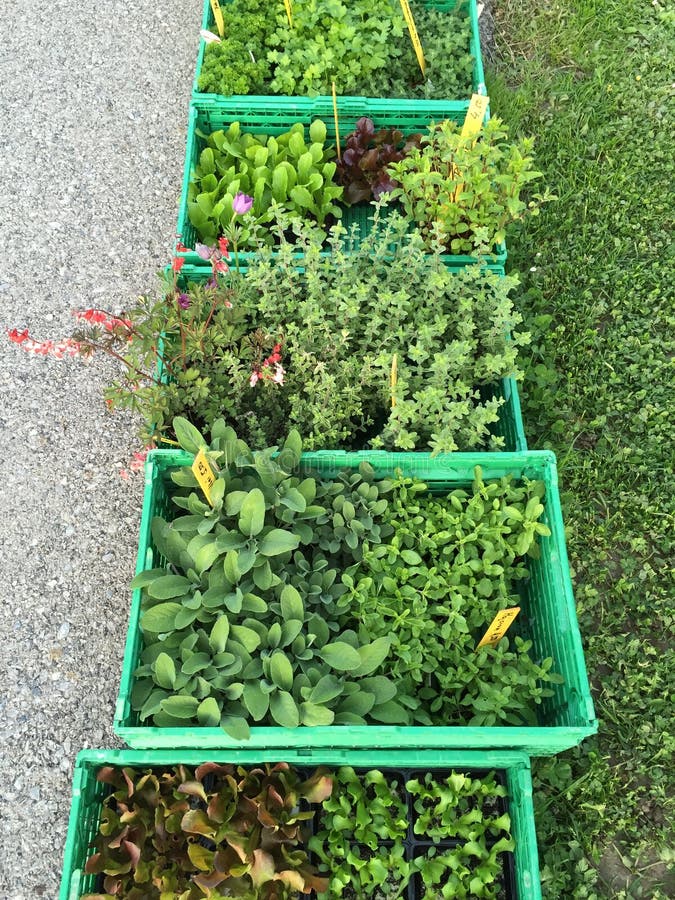 Green Herbs and Flowers in Green Boxes Stock Image - Image of plants ...