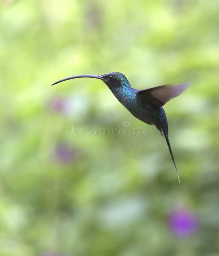 Green Hermit, Male Phaethornis Guy Stock Photo - Image of hummingbird ...