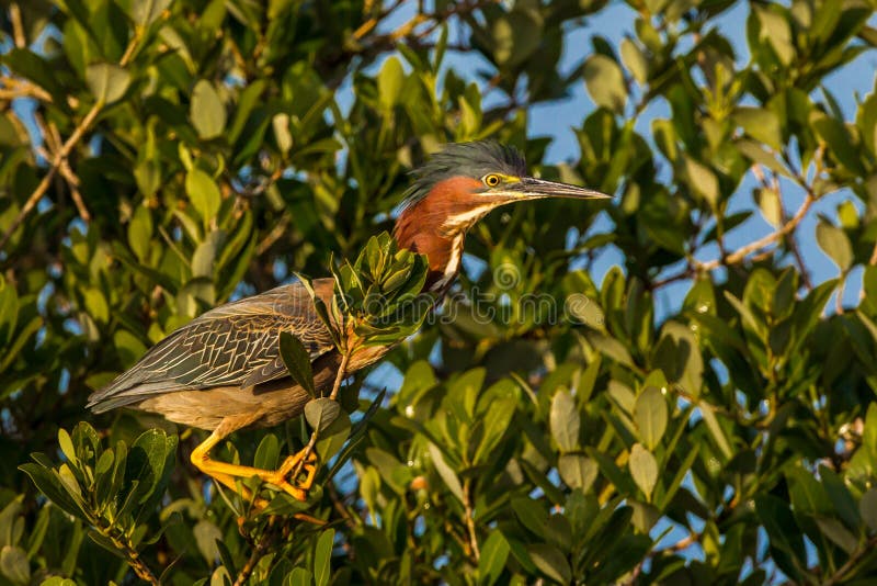 Green Heron stock image. Image of perched, virescens - 70453005