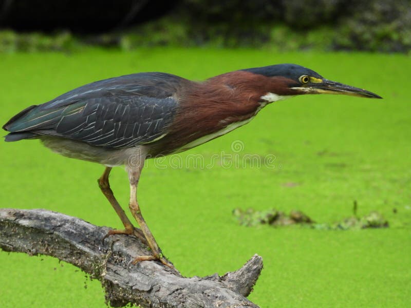 Green Heron Bird on Log in Algae Pond Hunting for Fish Stock Image ...