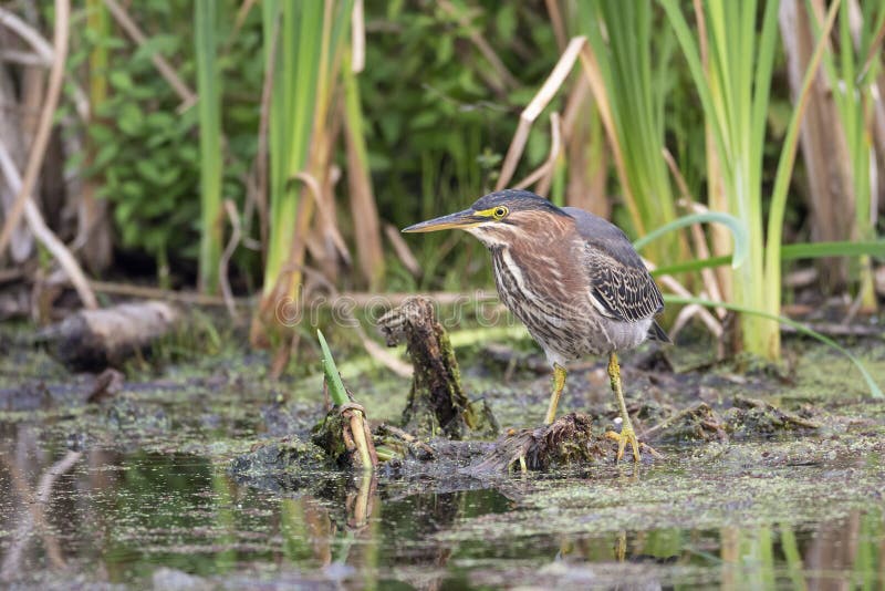 Green heron bird stock photo. Image of bird, british - 197734198