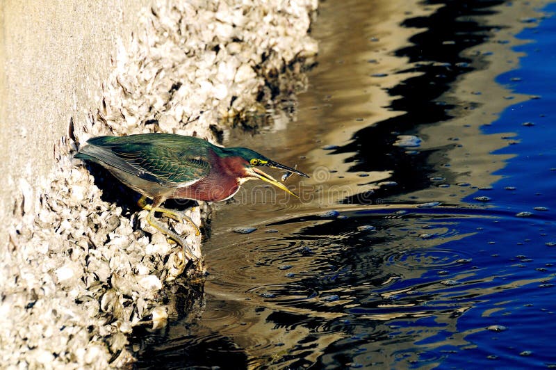 Green Heron Butorides Virescen Flipping Fish Stock Photo - Image of ...