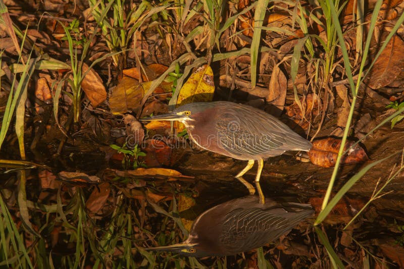 A Green Heron in Costa Rica Stock Image - Image of virescens, costa ...