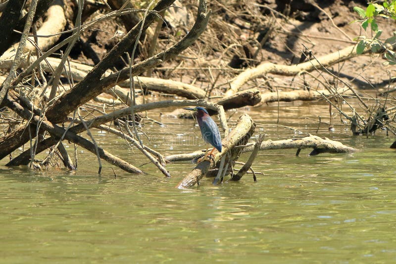 Green Heron, Costa Rica, America Central Stock Photo - Image of ...