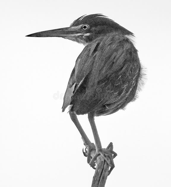 Green Heron Standing on Branch Greyscale Sketch Stock Illustration ...