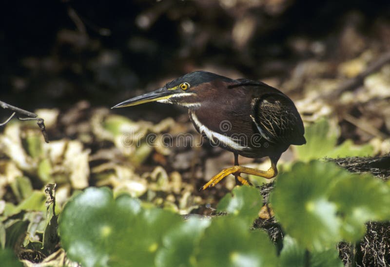 Green heron stalks prey stock photo. Image of bird, fforida - 21305344