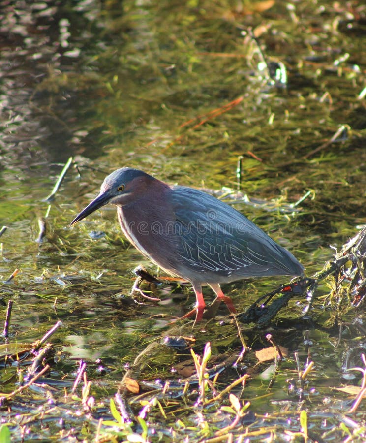 Green Heron Standing in a Shallow Part of a Lake Stock Photo - Image of ...