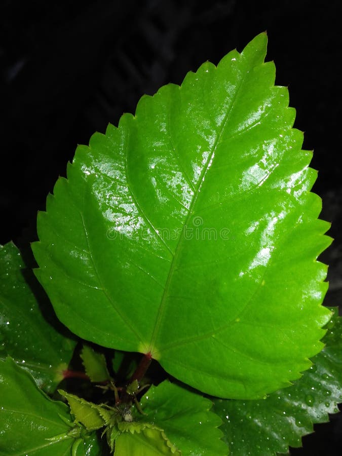 Green Hibiscus Leaves for Health Benefits Stock Photo - Image of leaves ...