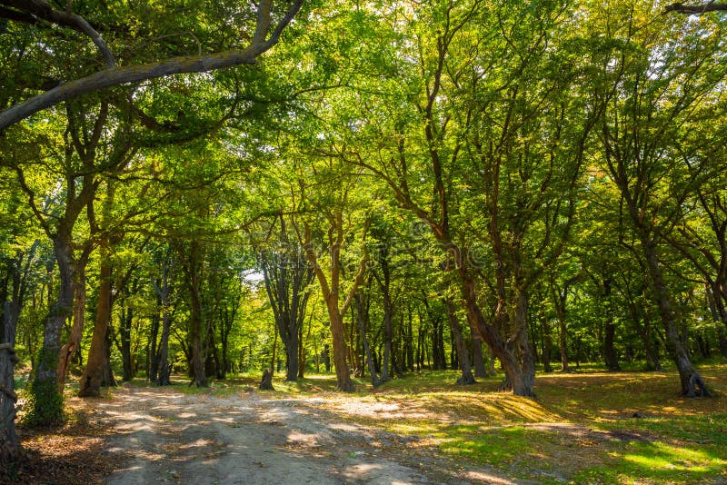 Green high trees in forest stock image. Image of trees - 60319547