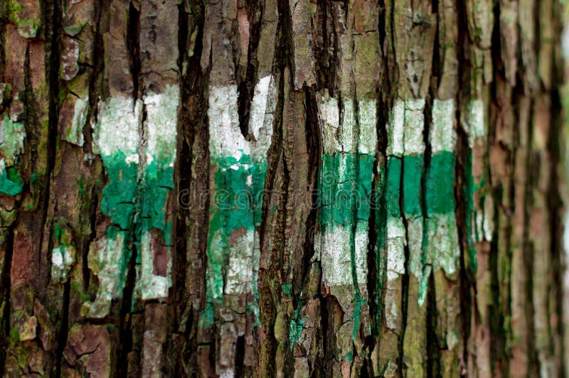 Green Hiking Trail Painted on the Tree Bark Stock Photo - Image of road ...