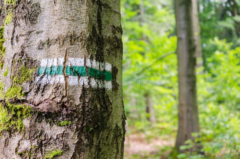 Green Hiking Trail Sign. Touristic Sign or Mark on Tree. Forest ...