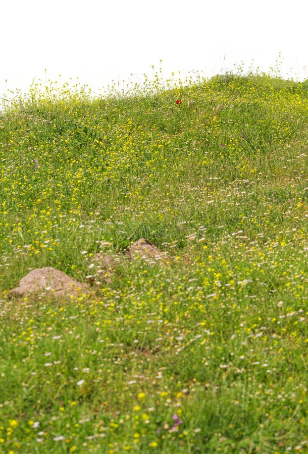 Green hill grass isolated stock photo. Image of green - 60040948