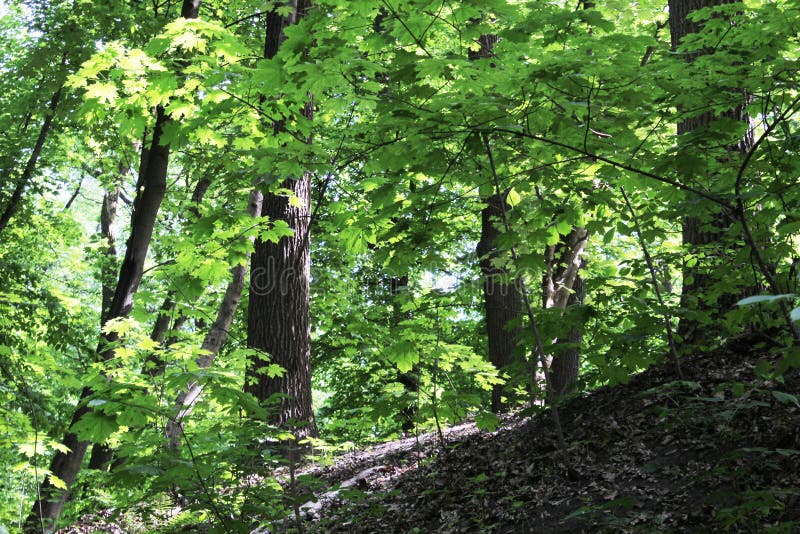 Green Hill in Spring Forest in Bright Sunshine. Sunny Morning in the ...