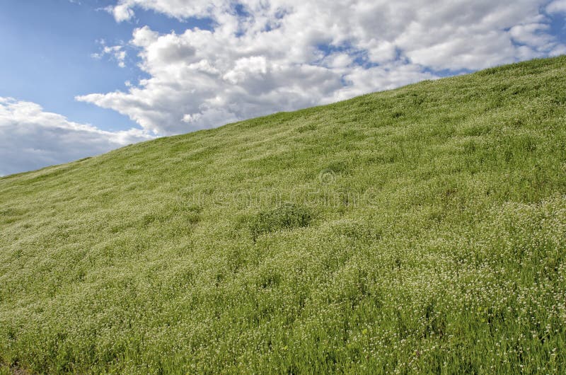 Green Grassy Hill with Blue Sky Stock Photo - Image of sunlight, grass ...