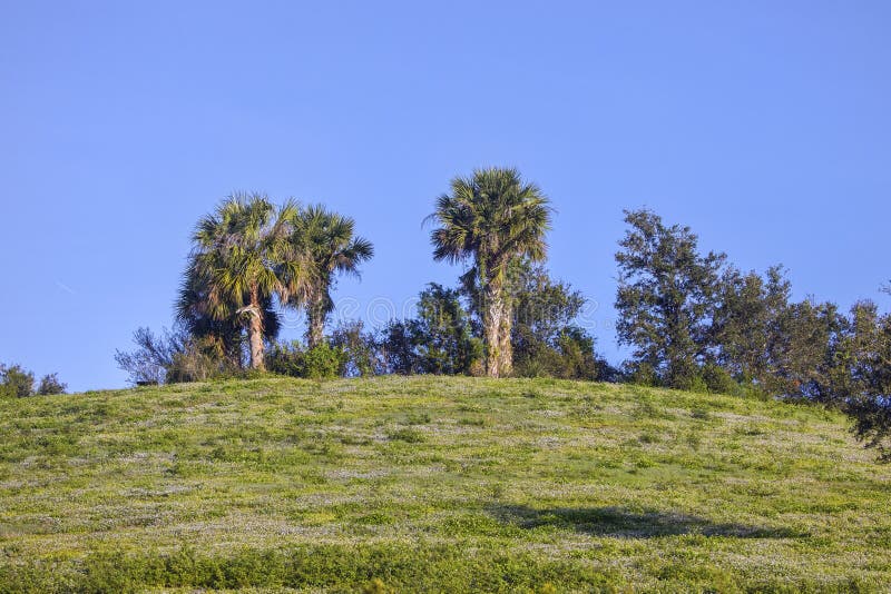 Green Hill with Tropical Trees on Top Stock Image - Image of grass ...