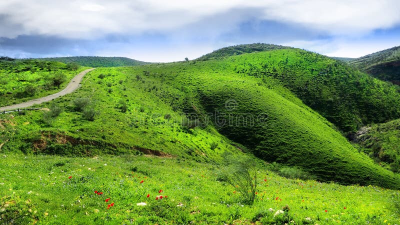 Green hills of Israel stock image. Image of road, green - 160391971