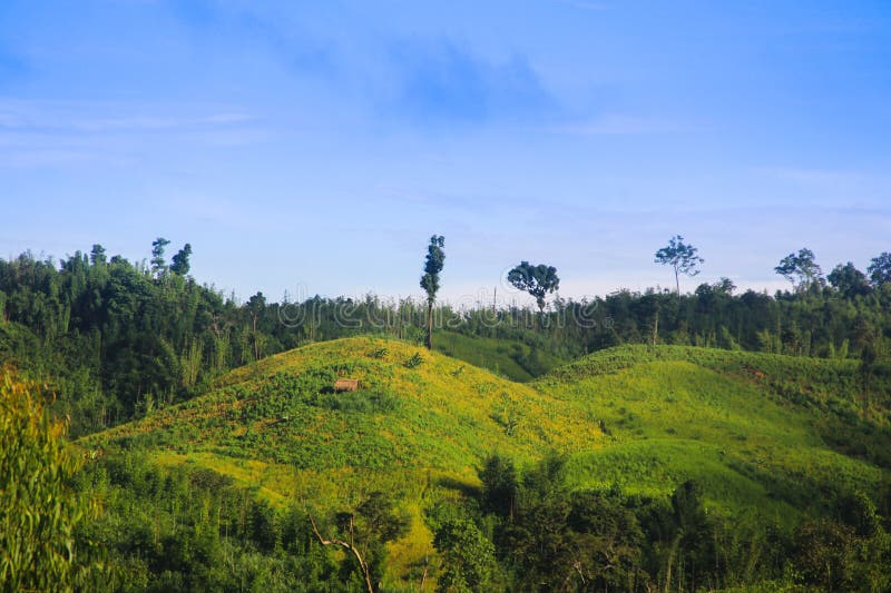 Green Hills stock photo. Image of hills, mountain, vegetation - 305934710