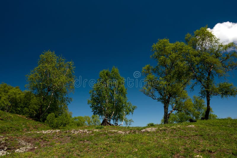 Green Hillside with Scattered Trees and Blue Sky Stock Photo - Image of ...