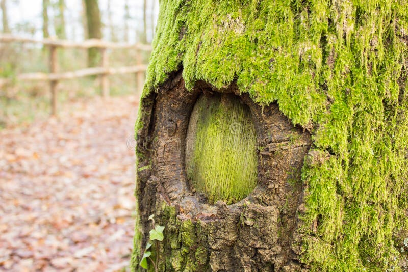 Hole through an old tree stock photo. Image of hole - 166492422