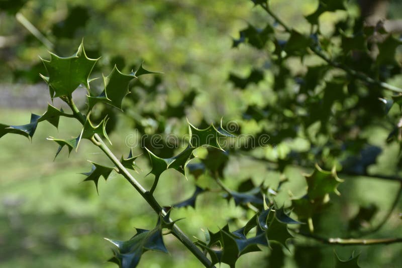 Green Holly Bush with Sharp Spinery Leaves Stock Image - Image of ...