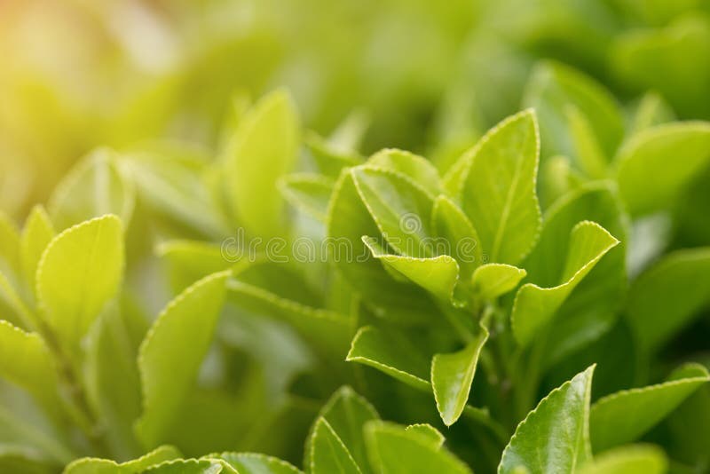 Green Holly Plant in Spring Stock Photo - Image of spring, green: 196268792