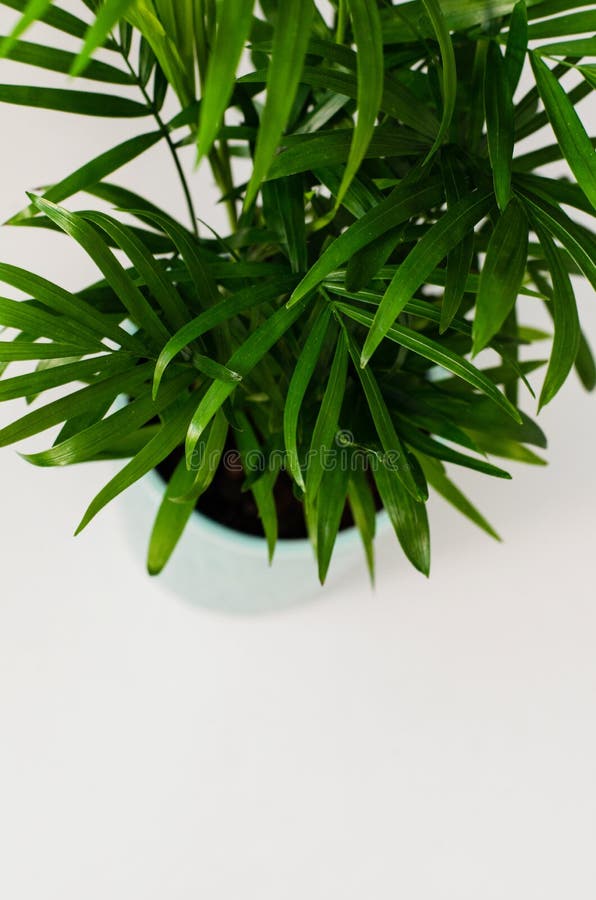 Green Home Plant in a Pot Top View on a White Background Stock Photo ...