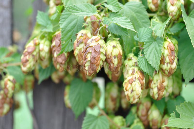 Green hop stock photo. Image of harvest, plant, gray - 26923954