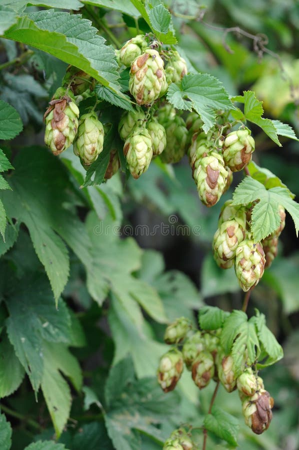 Green hop stock image. Image of shot, botany, board, flora - 27047193