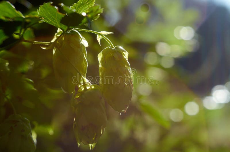 Green hop buds in sunlight stock photo. Image of curing - 229150892