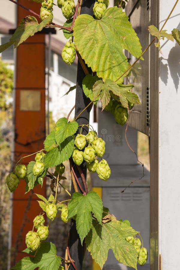 Green Hop Cones on the Metal Structure of an Abandoned Building. Summer ...