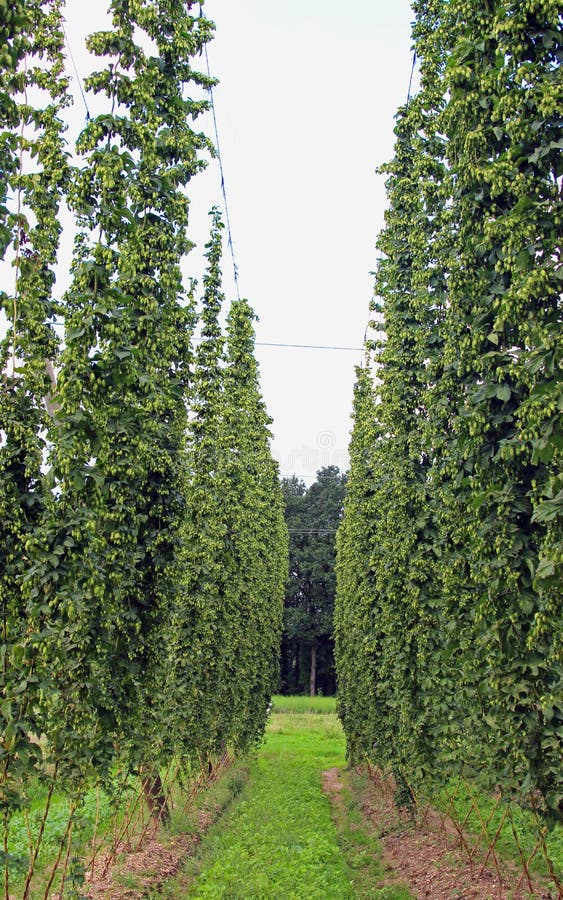 297 Long Tendrils Stock Photos - Free & Royalty-Free Stock Photos from ...