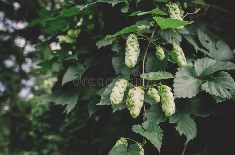 Green Hop Growing Plan Used for Beer Stock Photo - Image of brewery ...