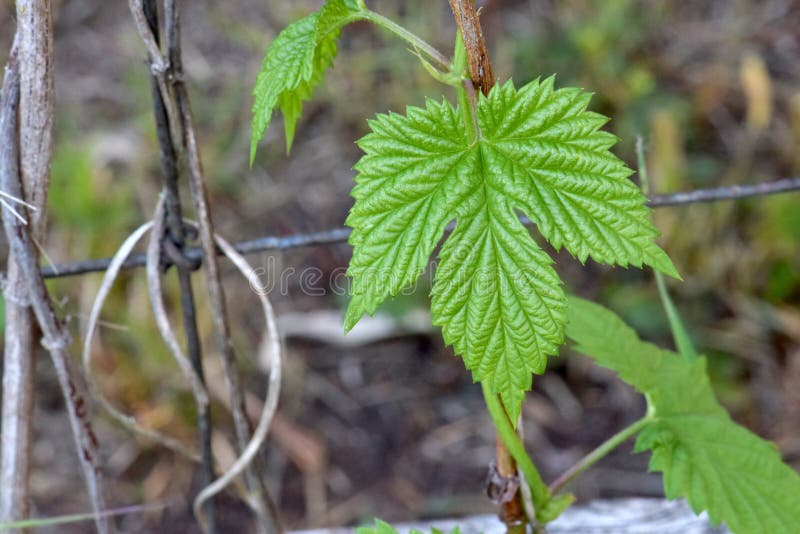 Green Hop Leaf stock image. Image of plant, climber - 230789663