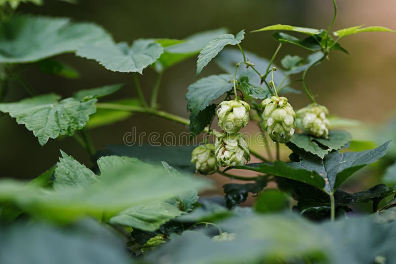 Hop shoots in the garden stock image. Image of food - 193870671