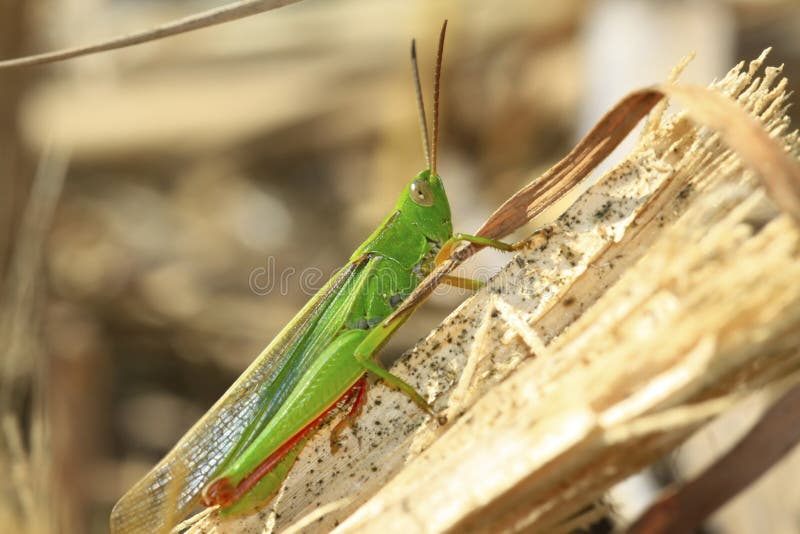 7,791 Green Hopper Photos - Free & Royalty-Free Stock Photos from ...