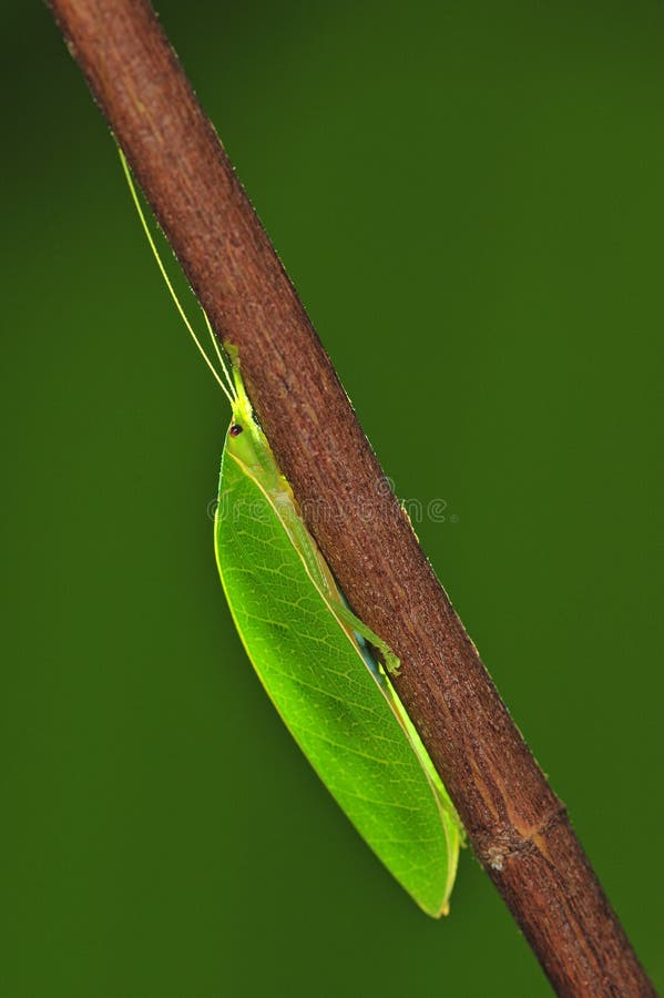 Hopper stock photo. Image of closeup, nature, sharp, backlight - 30145636