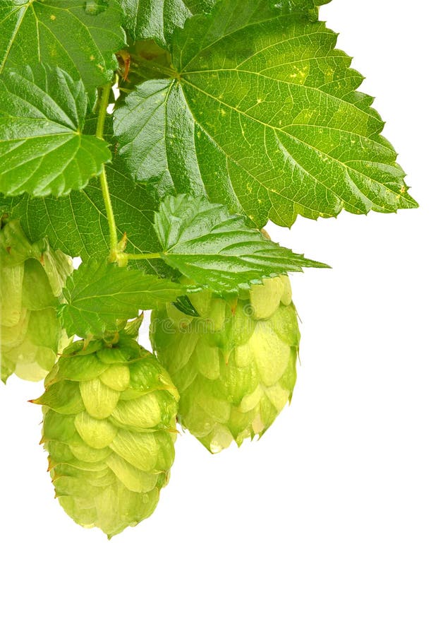 Hops branch stock image. Image of cone, beer, brew, isolated - 16184297