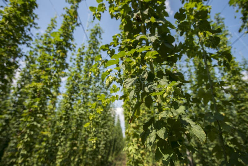 Green fields of hops stock image. Image of bitter, countryside - 122807647