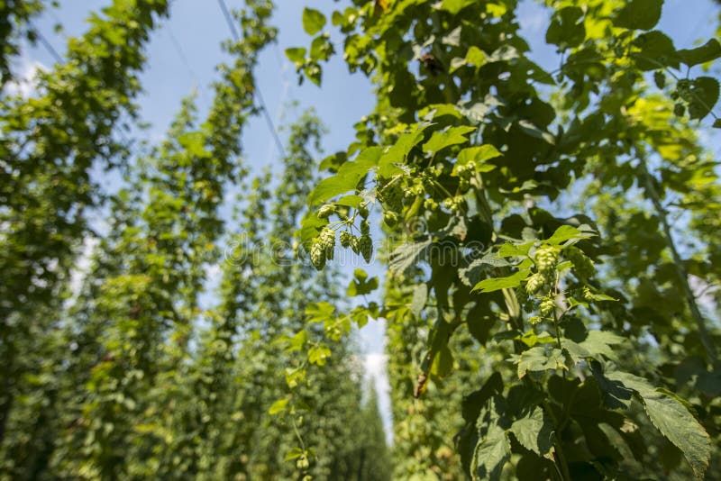 Green fields of hops stock photo. Image of craft, agriculture - 122807676