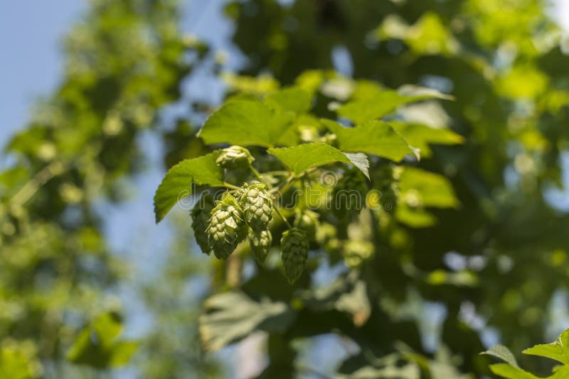 Green fields of hops stock photo. Image of clouds, crop - 122807648
